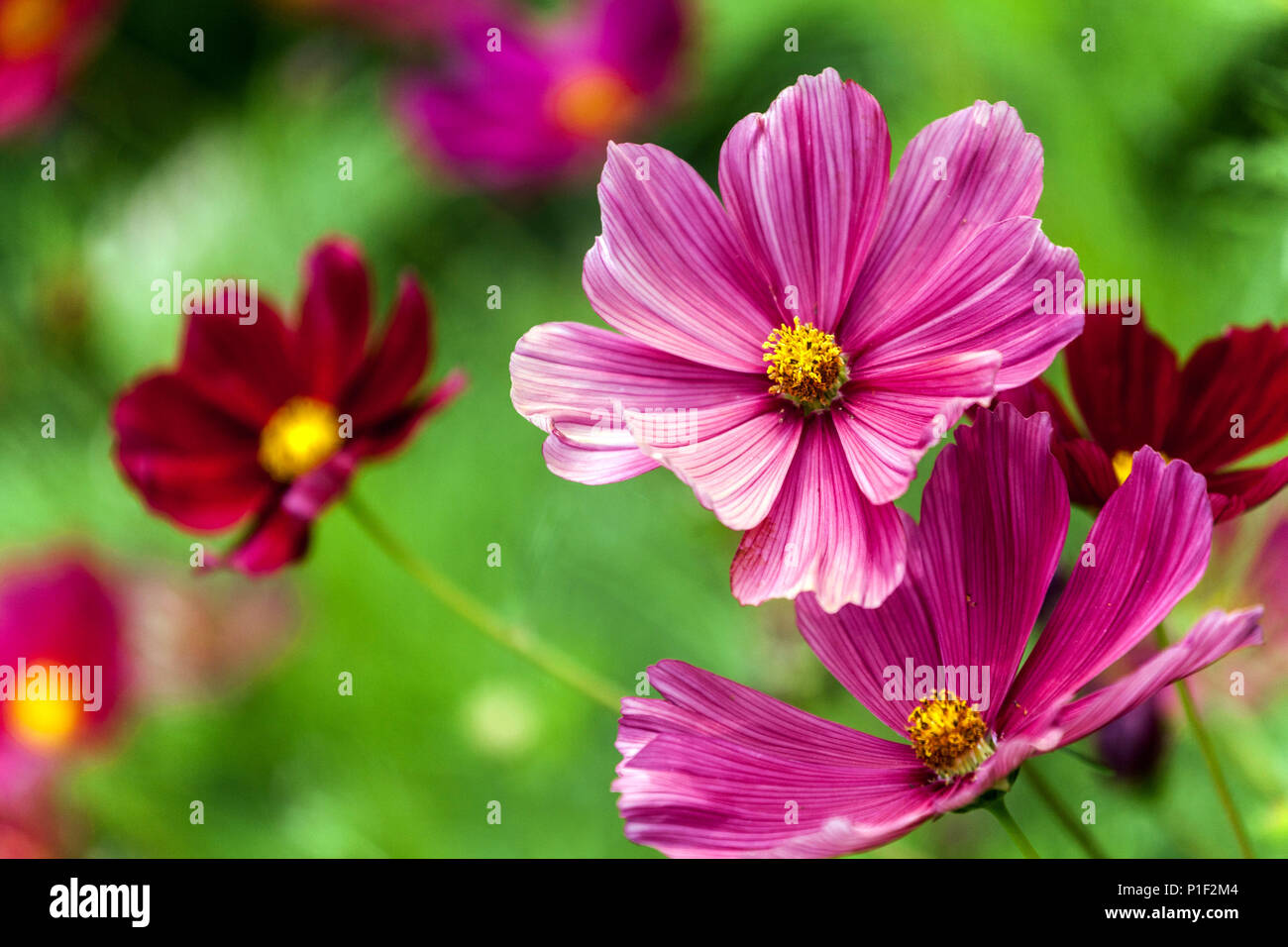 Cosmos bipinnatus gazebo red hi-res stock photography and images - Alamy