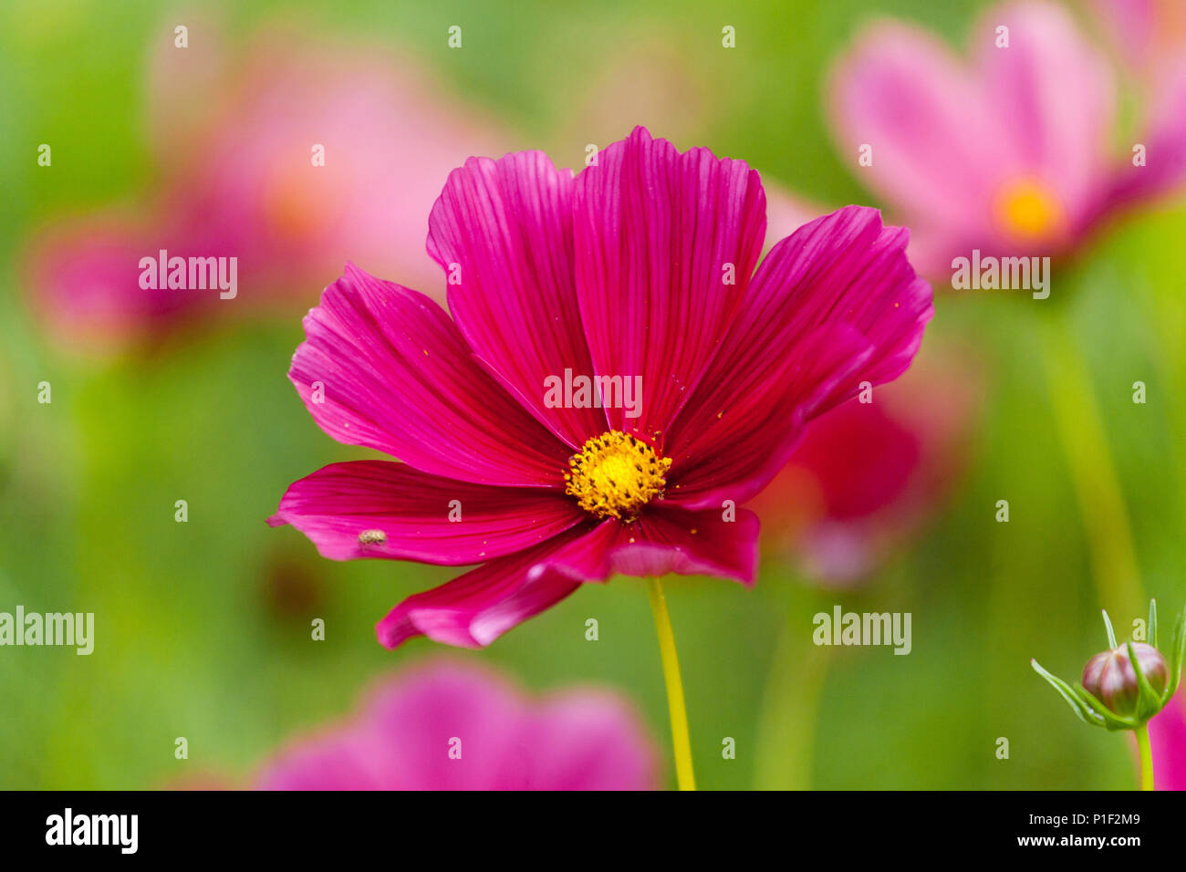 Cosmos bipinnatus 'Gazebo Red' or Mexican Aster, Cosmos flower Stock ...