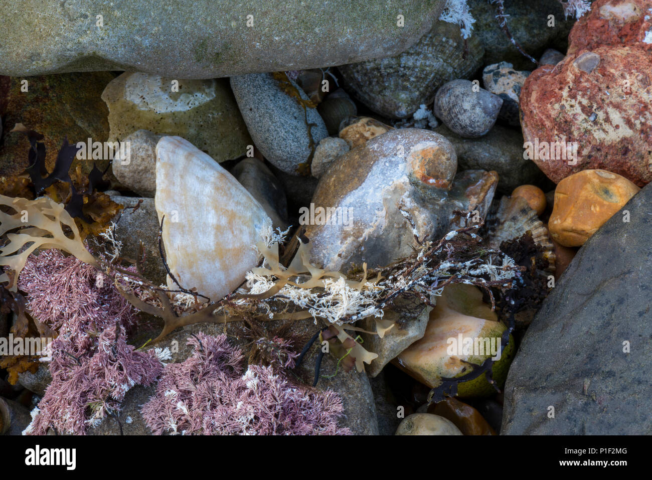 Limpets in rockpool hi-res stock photography and images - Alamy