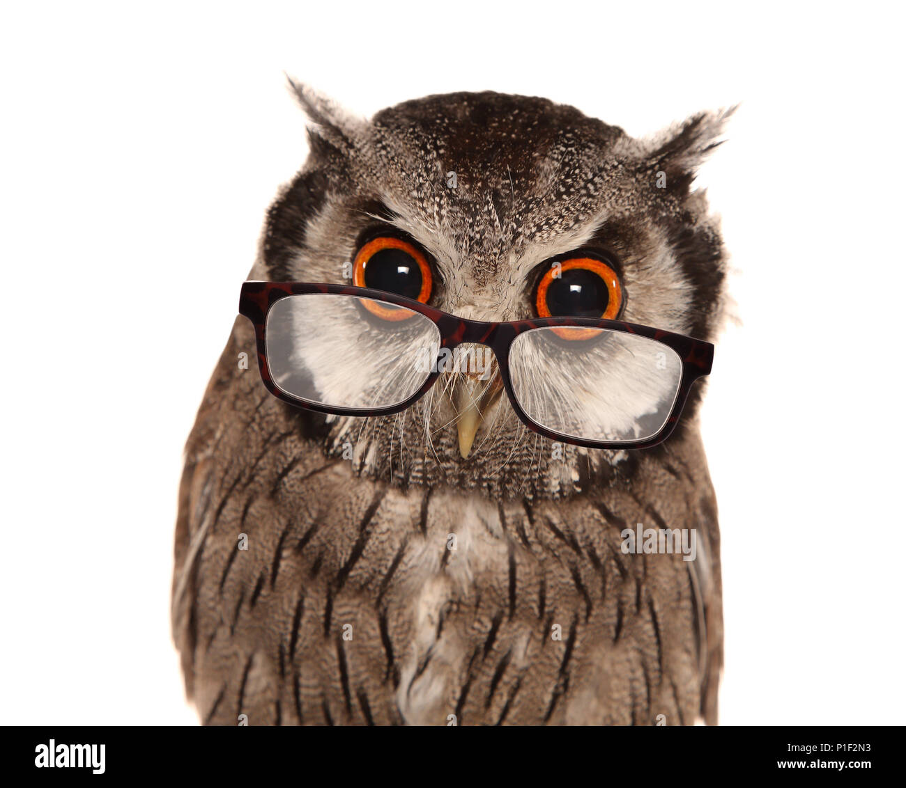 Nerd owl hi-res stock photography and images - Alamy