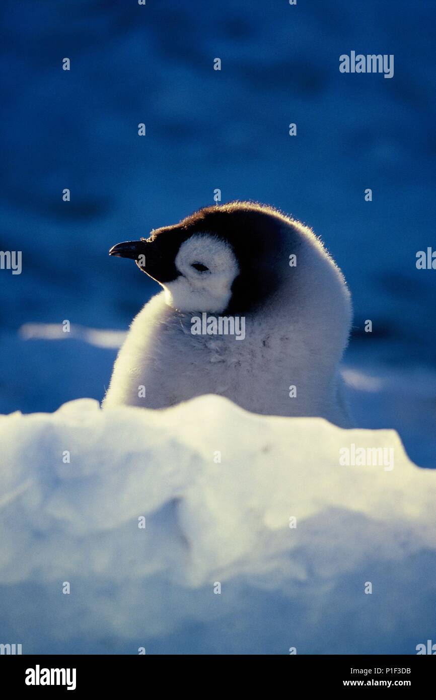 March Of The Penguins Documentary High Resolution Stock Photography and ...