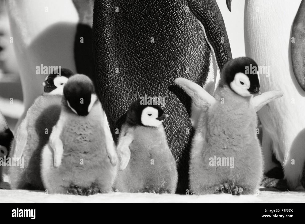 March Of The Penguins Documentary High Resolution Stock Photography and ...