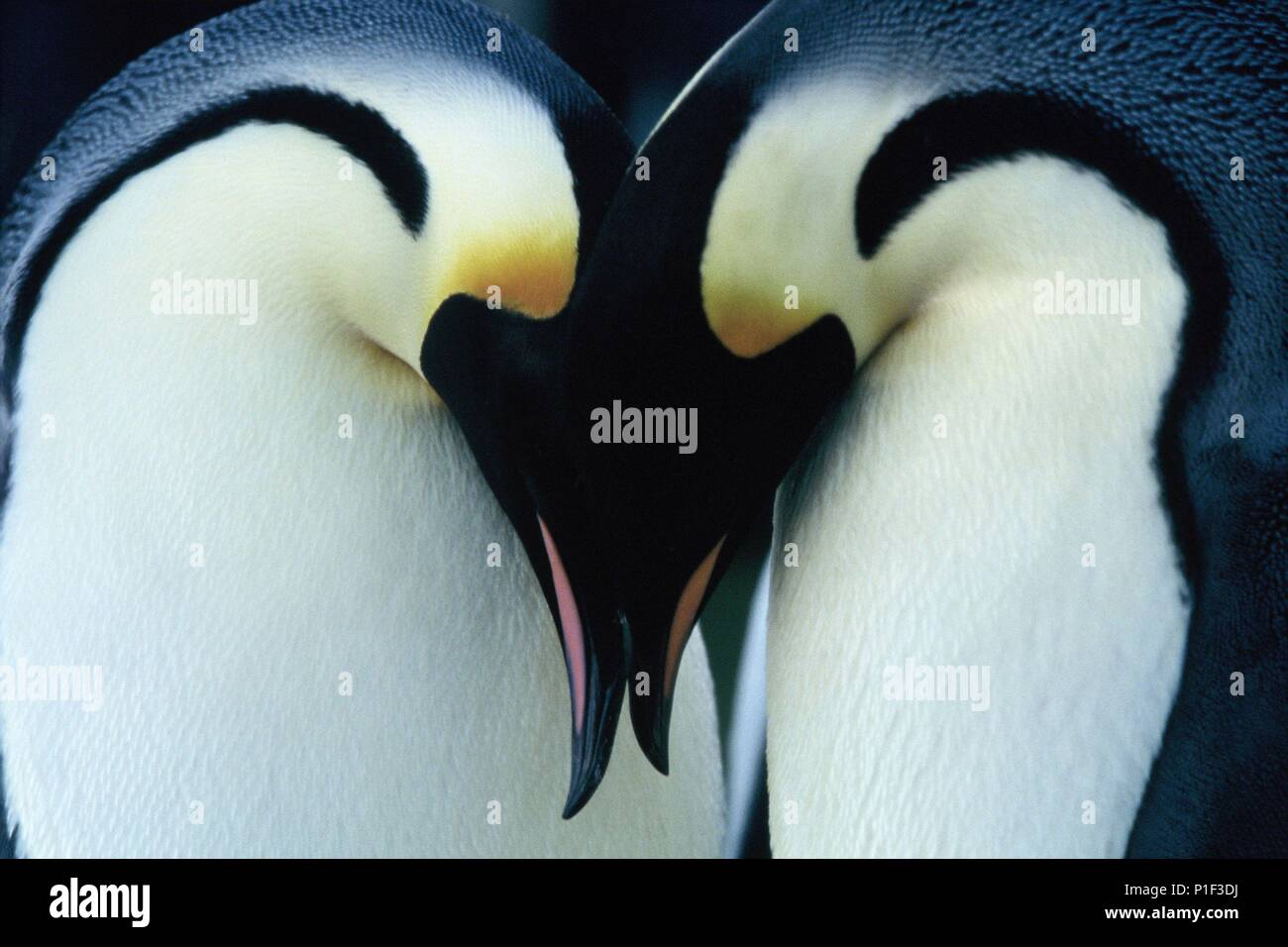 March Of The Penguins Documentary High Resolution Stock Photography and ...