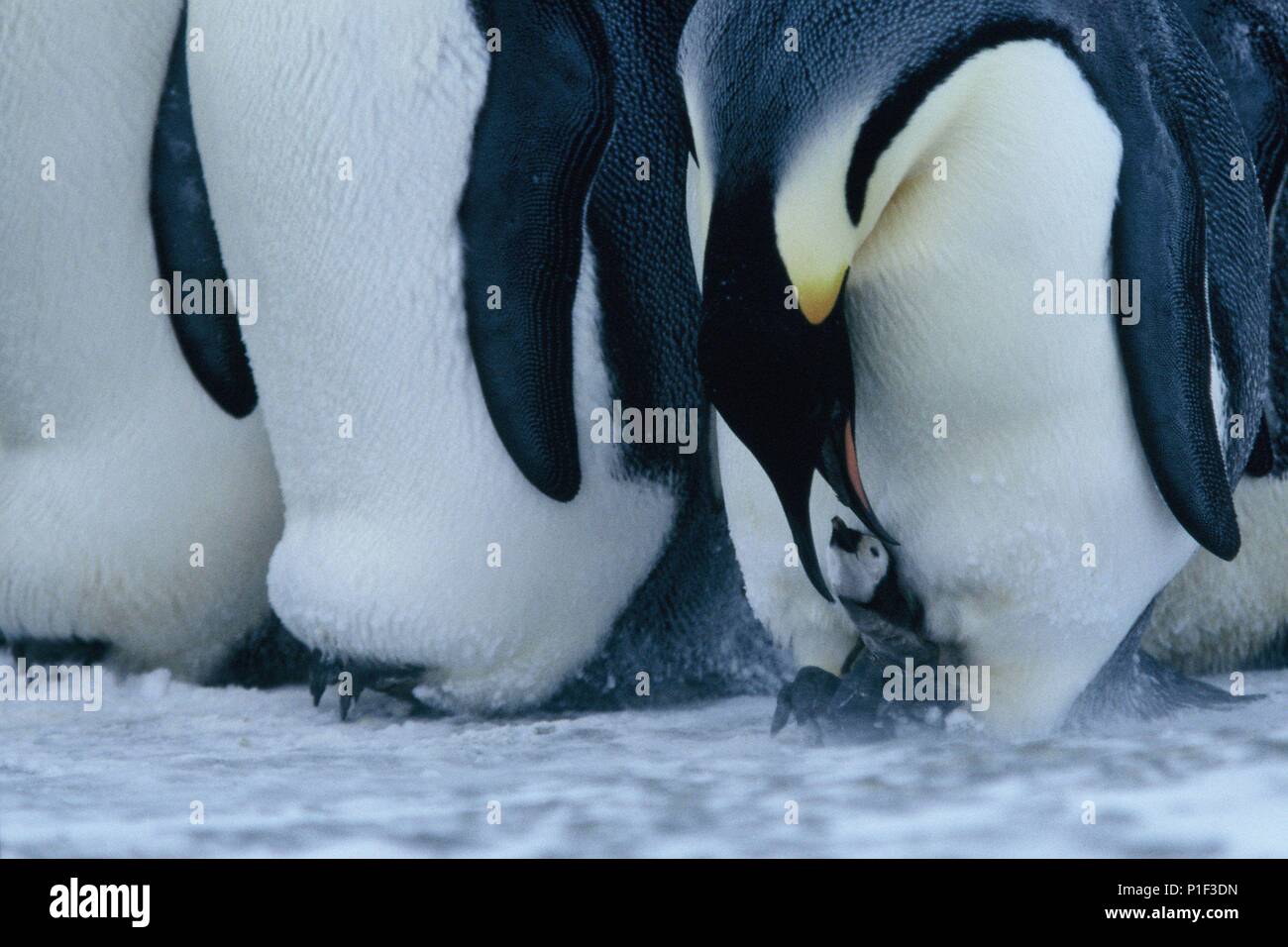 March Of The Penguins High Resolution Stock Photography and Images - Alamy