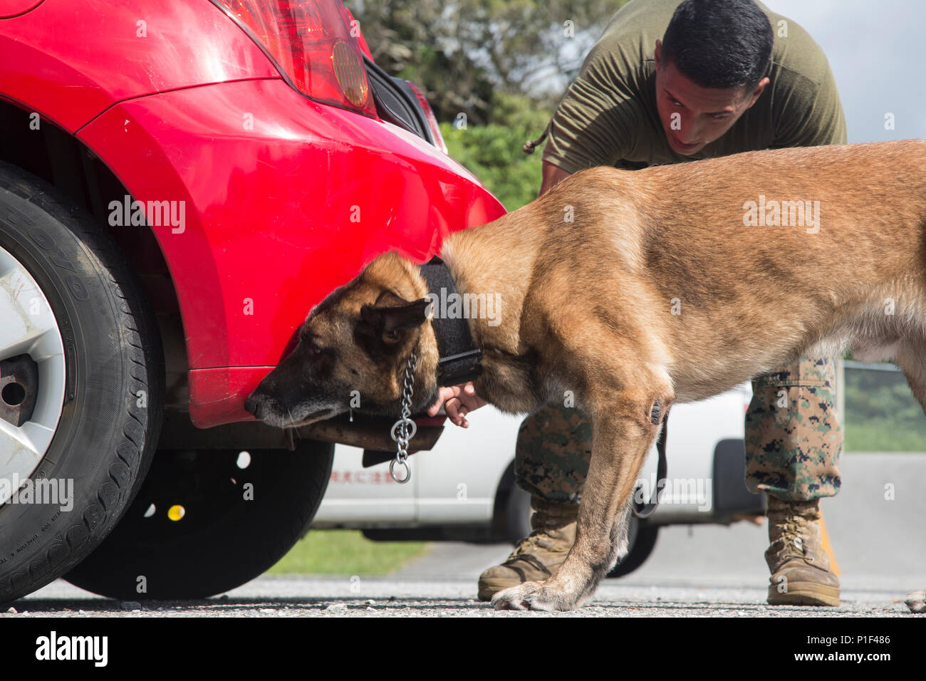 U.S. Marine Lance Cpl. Christopher Ramos, dog handler, with Provost ...