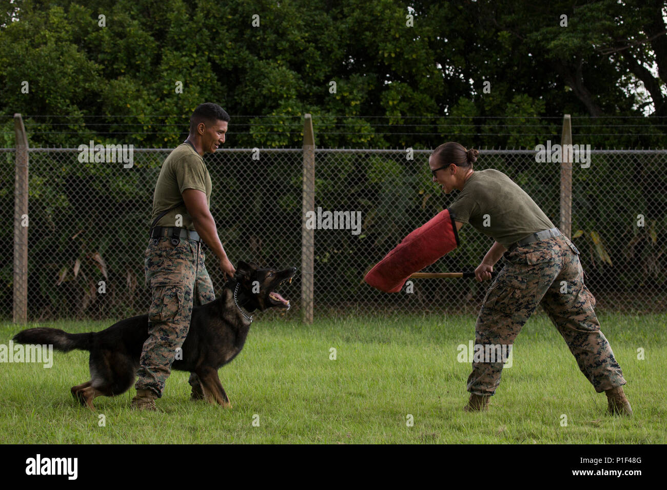 U.S. Marine Cpl. Jenna Cauble, dog handler, with Provost Marshalls ...