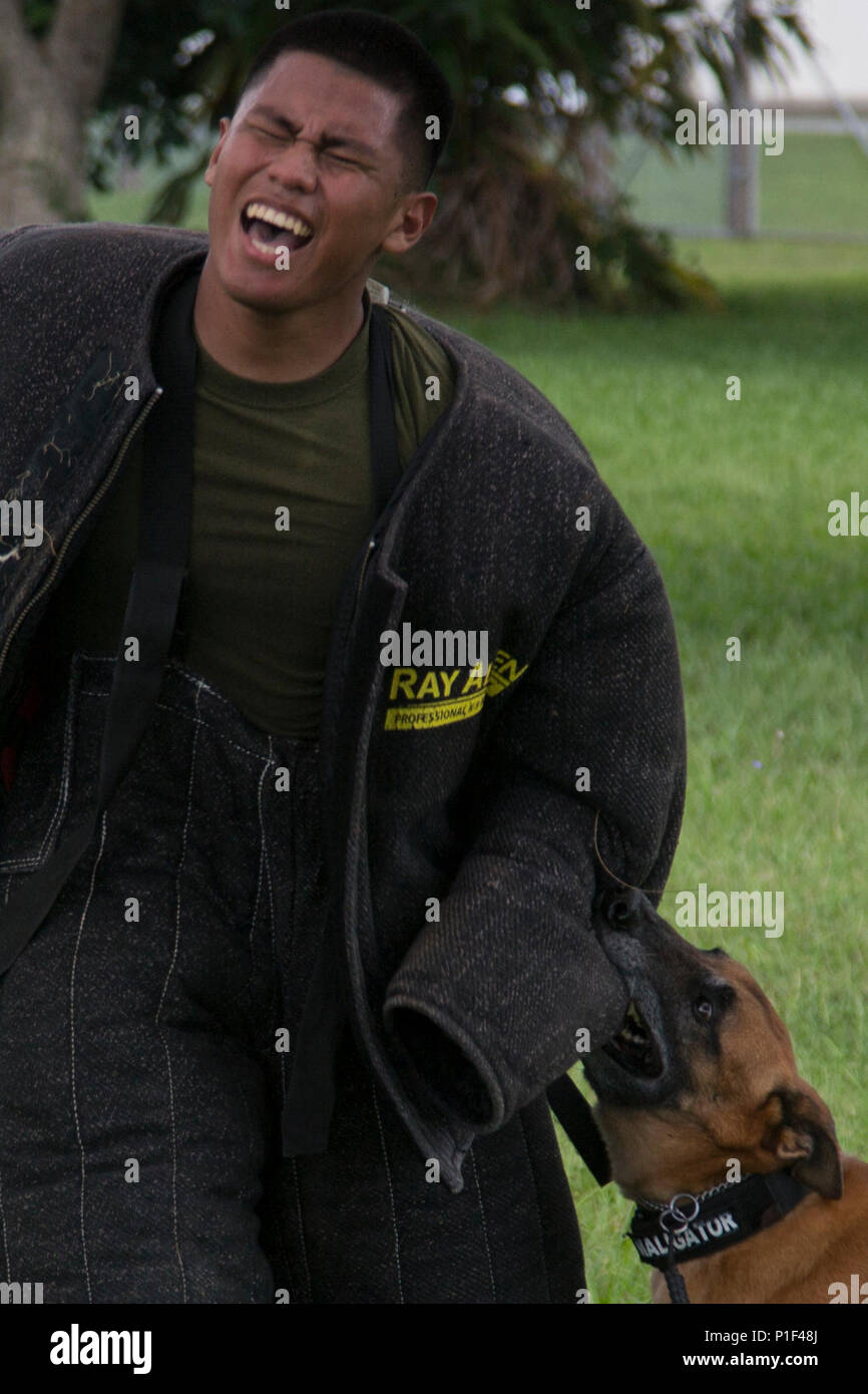 U.S. Marine Lance Cpl. Jose Ruiz, dog handler, with Provost Marshalls ...