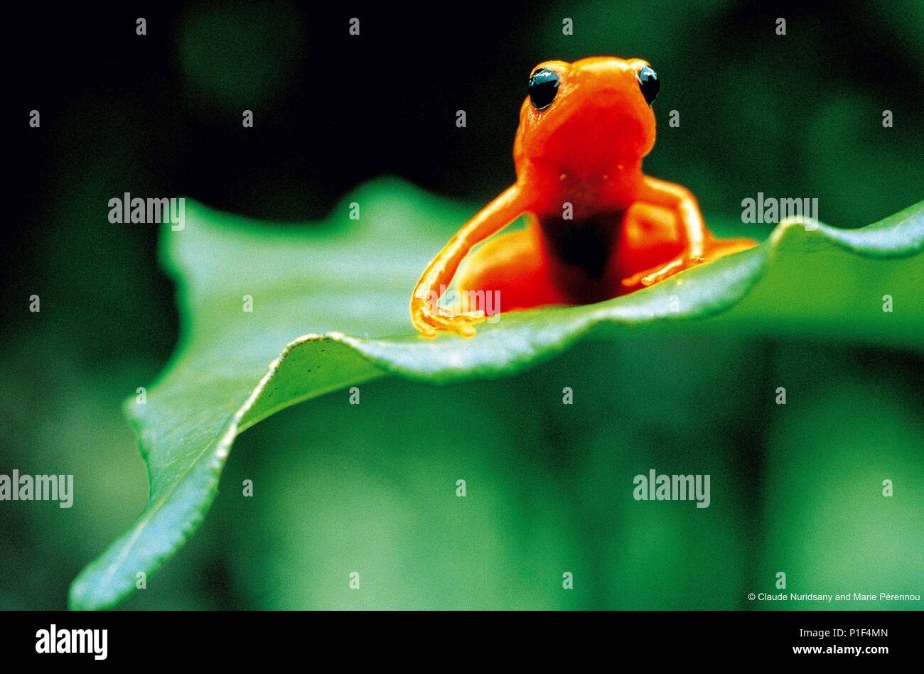 Original Film Title: GENESIS. English Title: GENESIS. Film Director ...