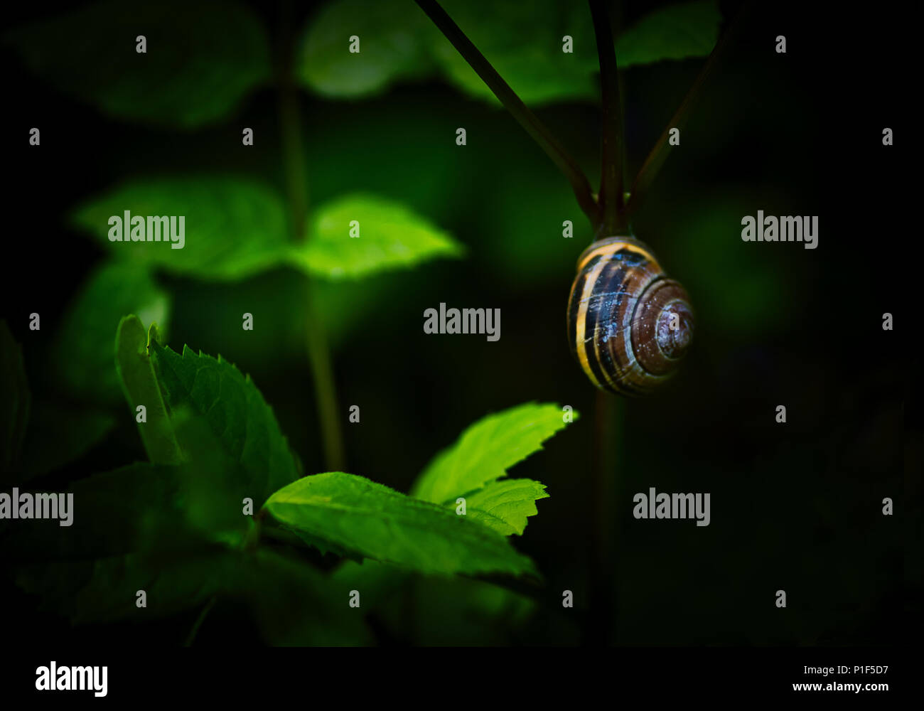 Garden snail leaf cornu aspersum hi-res stock photography and images ...