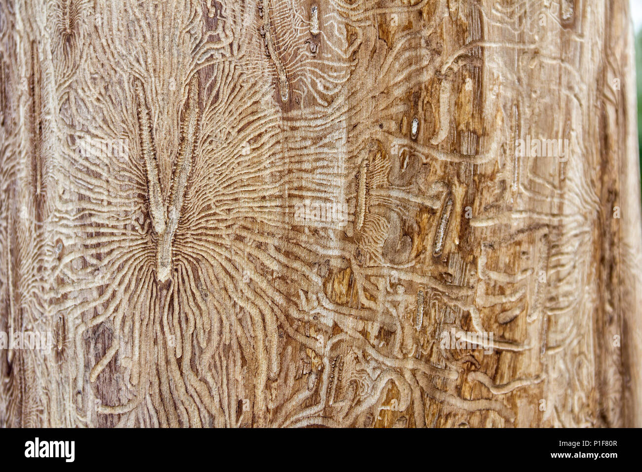 An old tree trunk without bark gnawed through by wood worms with worm ...