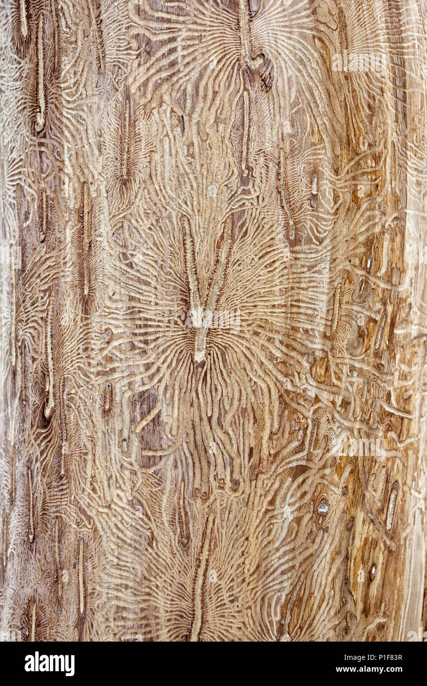 Infested with worms hi-res stock photography and images - Alamy