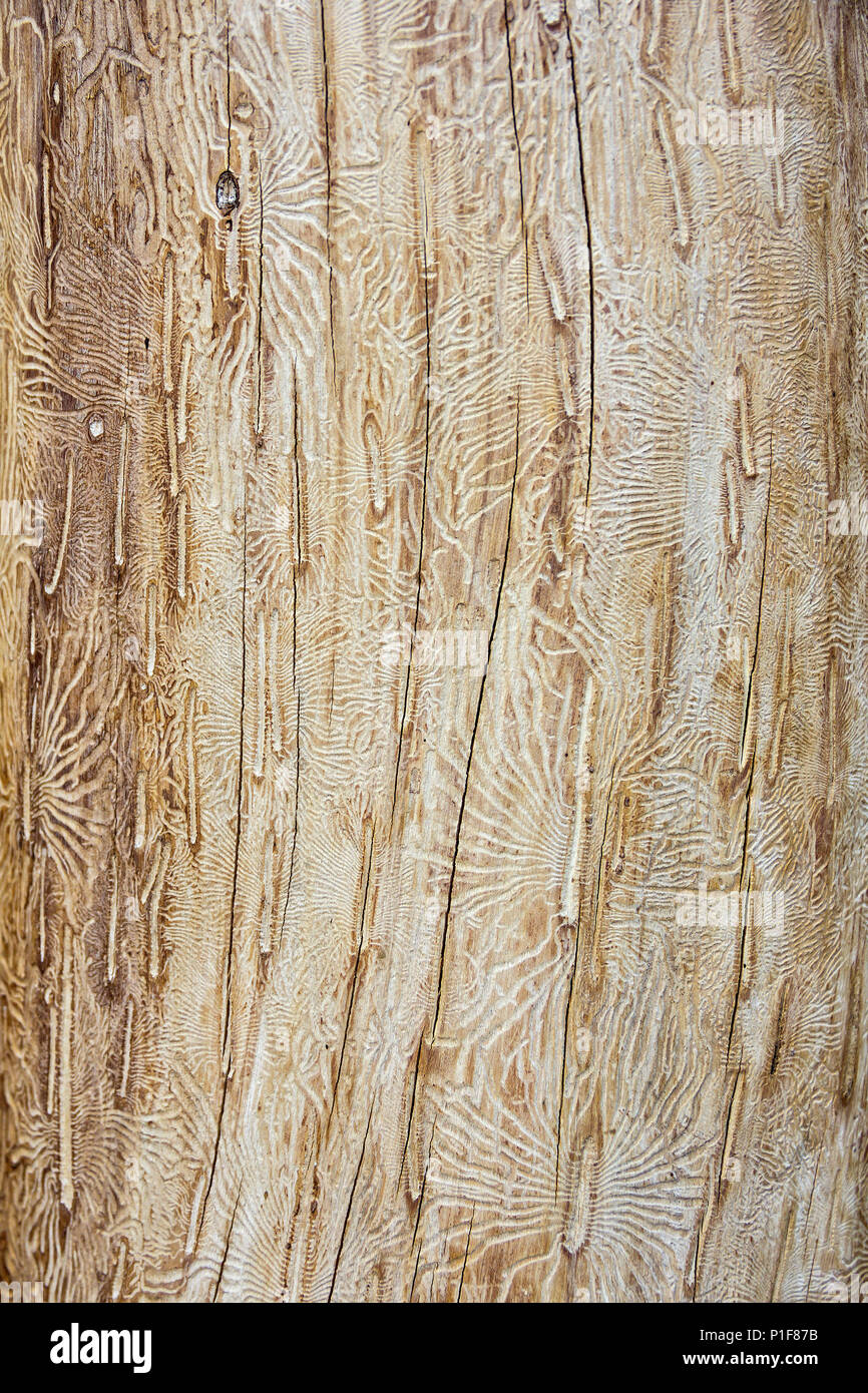 An old tree trunk without bark gnawed through by wood worms with worm ...