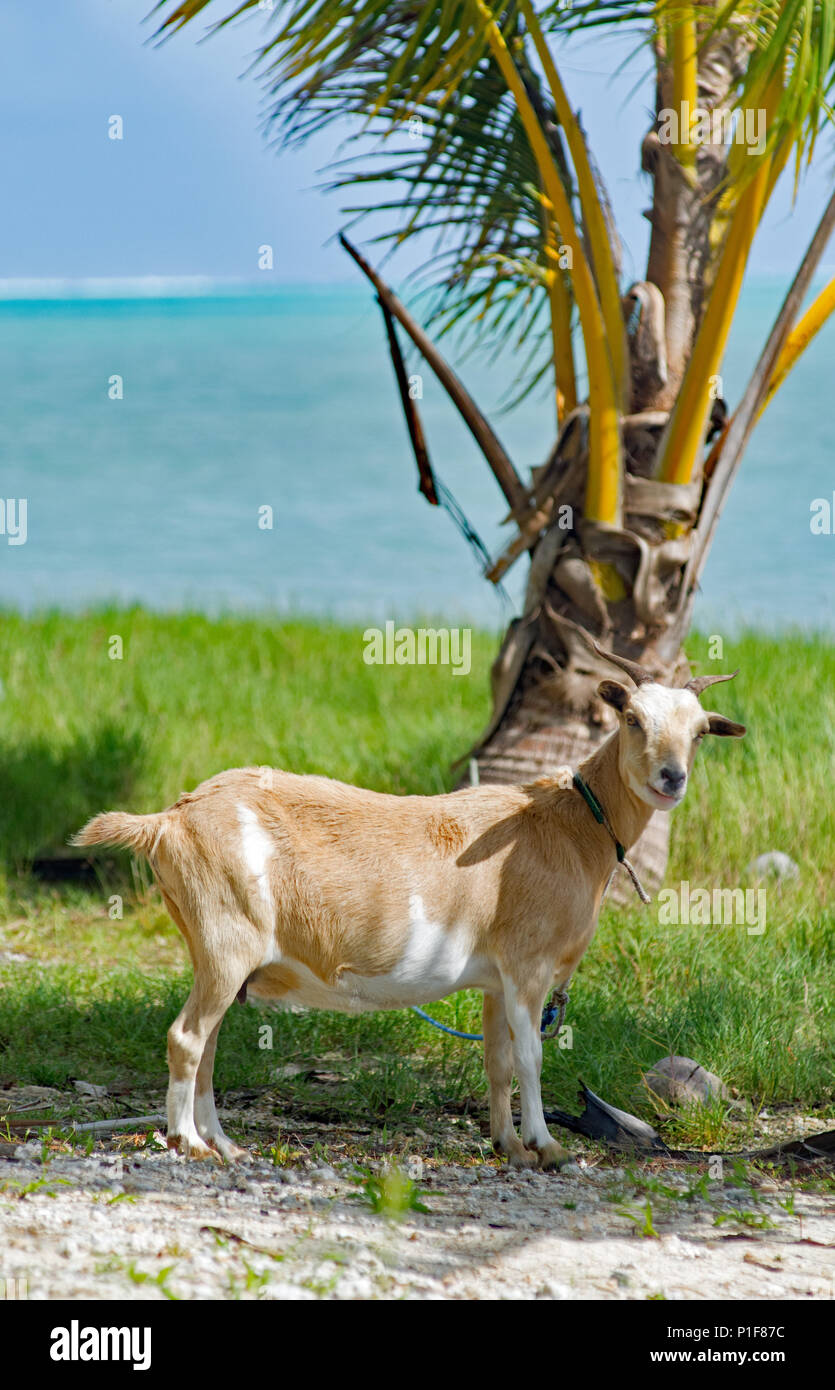 Tethered animals hi-res stock photography and images - Alamy