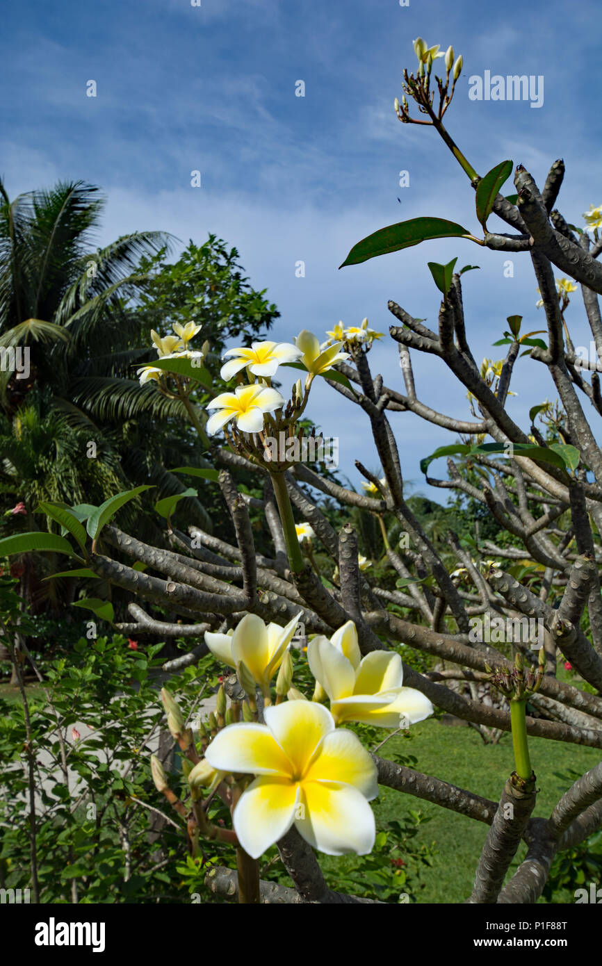 Frangipani Shrub High Resolution Stock Photography and Images - Alamy