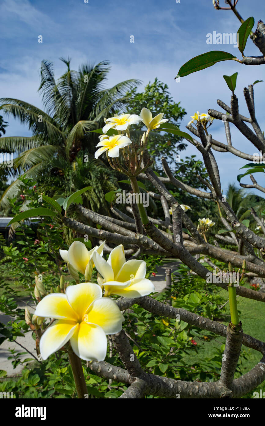 Frangipani Shrub High Resolution Stock Photography and Images - Alamy