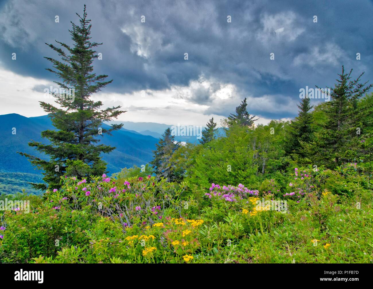 Craggy Tree on the Craggy Gardens trail on the Blue Ridge Parkway ...