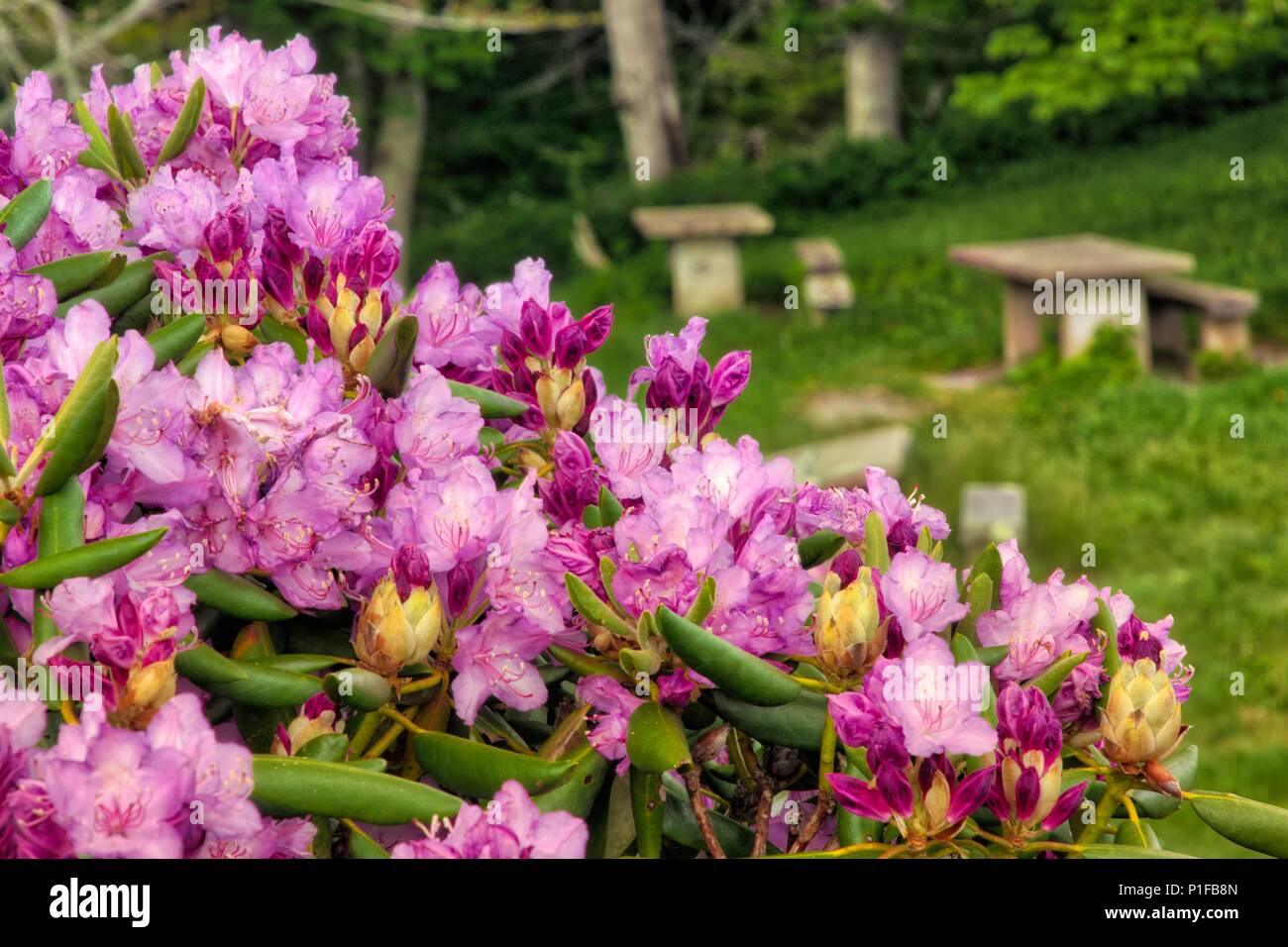 Craggy Tree on the Craggy Gardens trail on the Blue Ridge Parkway ...