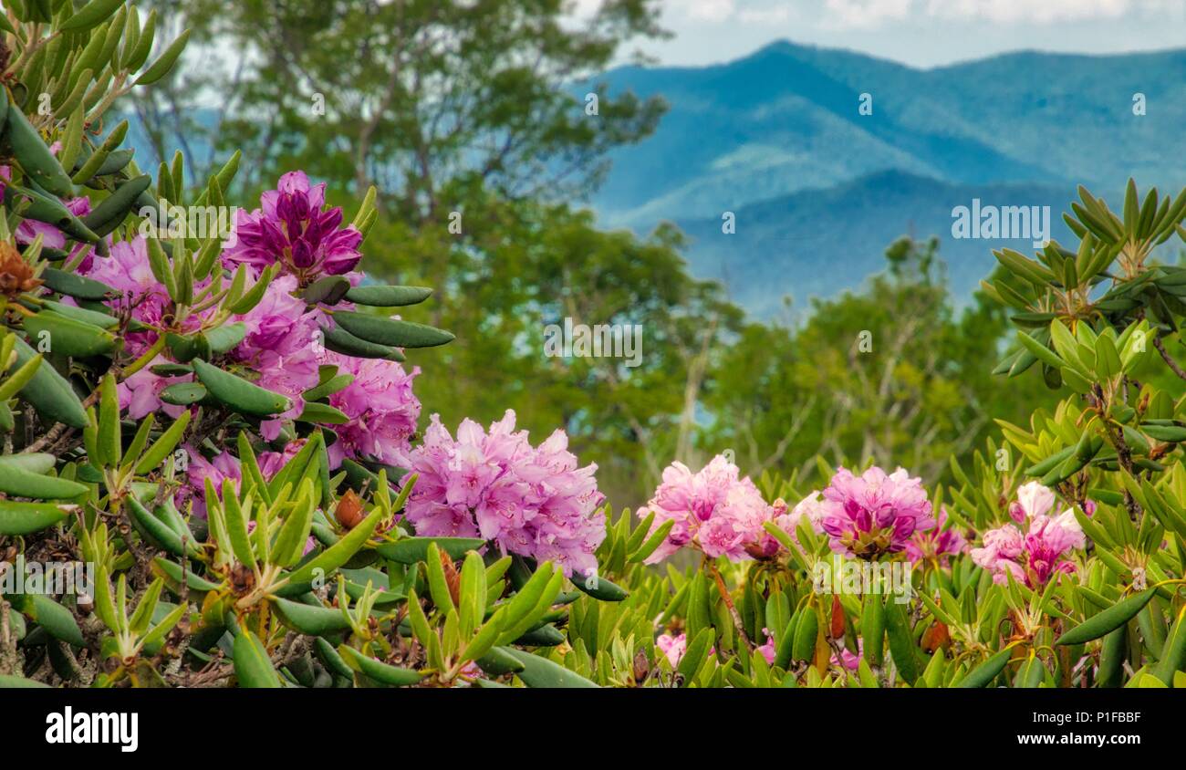 Rhododendron craggy gardens hi-res stock photography and images - Alamy