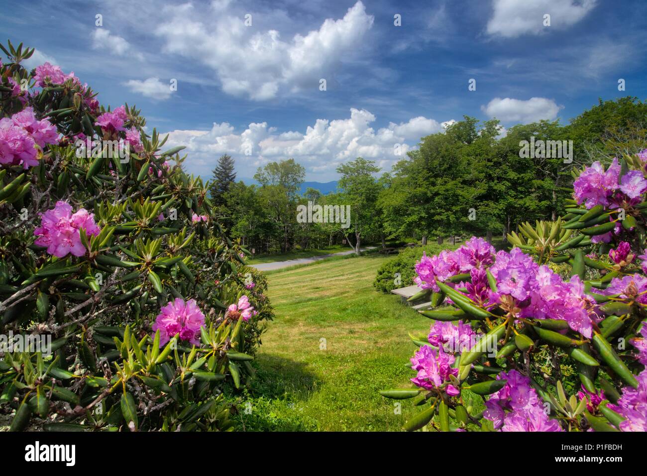 Craggy Tree on the Craggy Gardens trail on the Blue Ridge Parkway ...