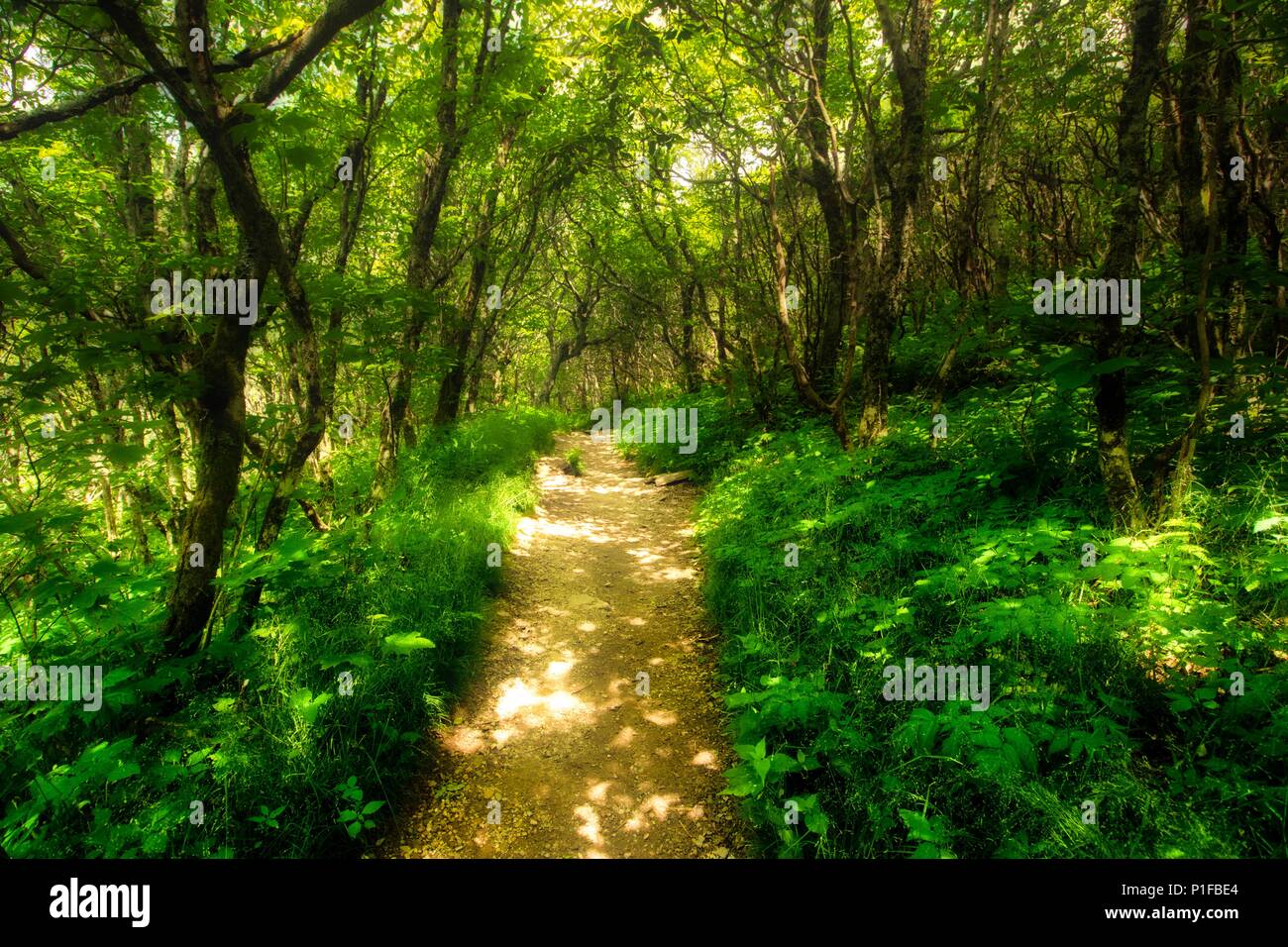 Landscapes of the Blue Ridge Mountains of North Carolina and Tennessee ...