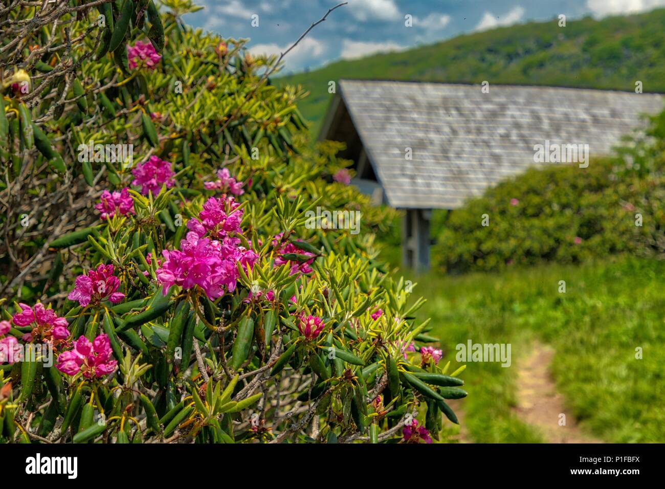 Craggy Tree on the Craggy Gardens trail on the Blue Ridge Parkway ...