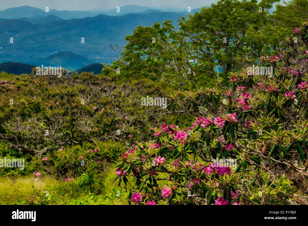 Craggy Tree on the Craggy Gardens trail on the Blue Ridge Parkway ...