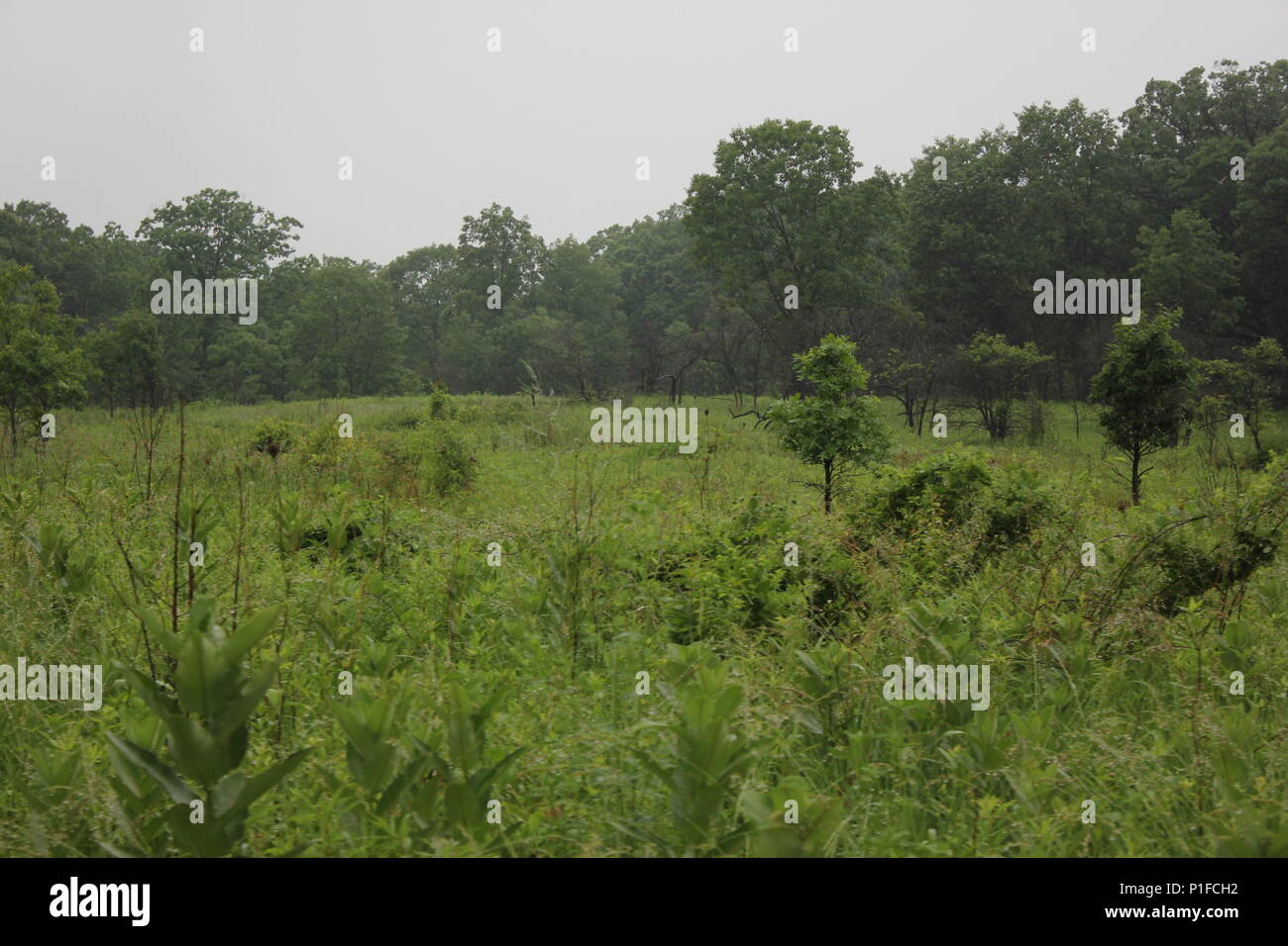 A spring rainy day scene in the beautiful spring green meadow Stock ...