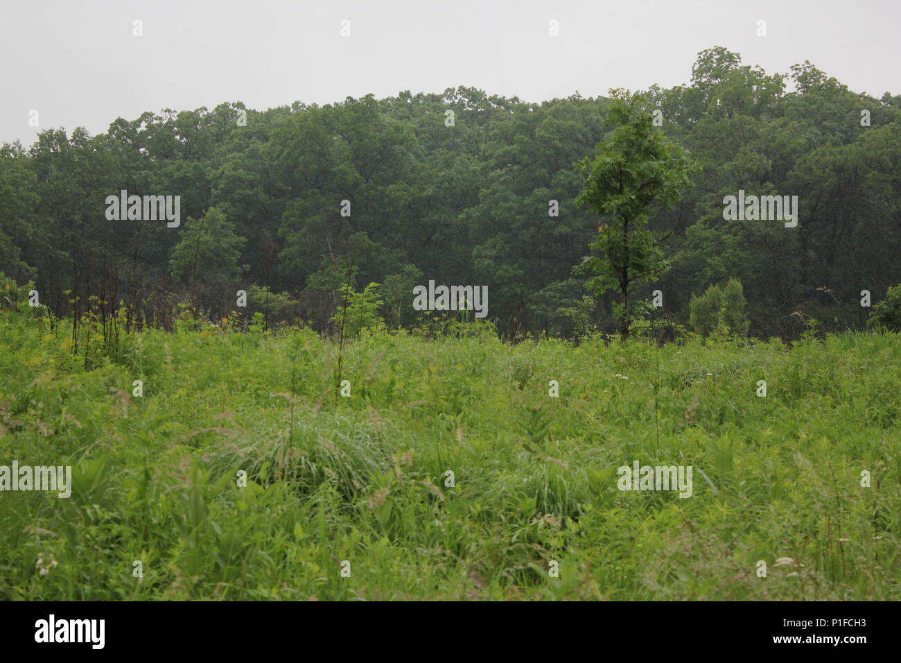 A spring rainy day scene in the beautiful spring green meadow Stock ...