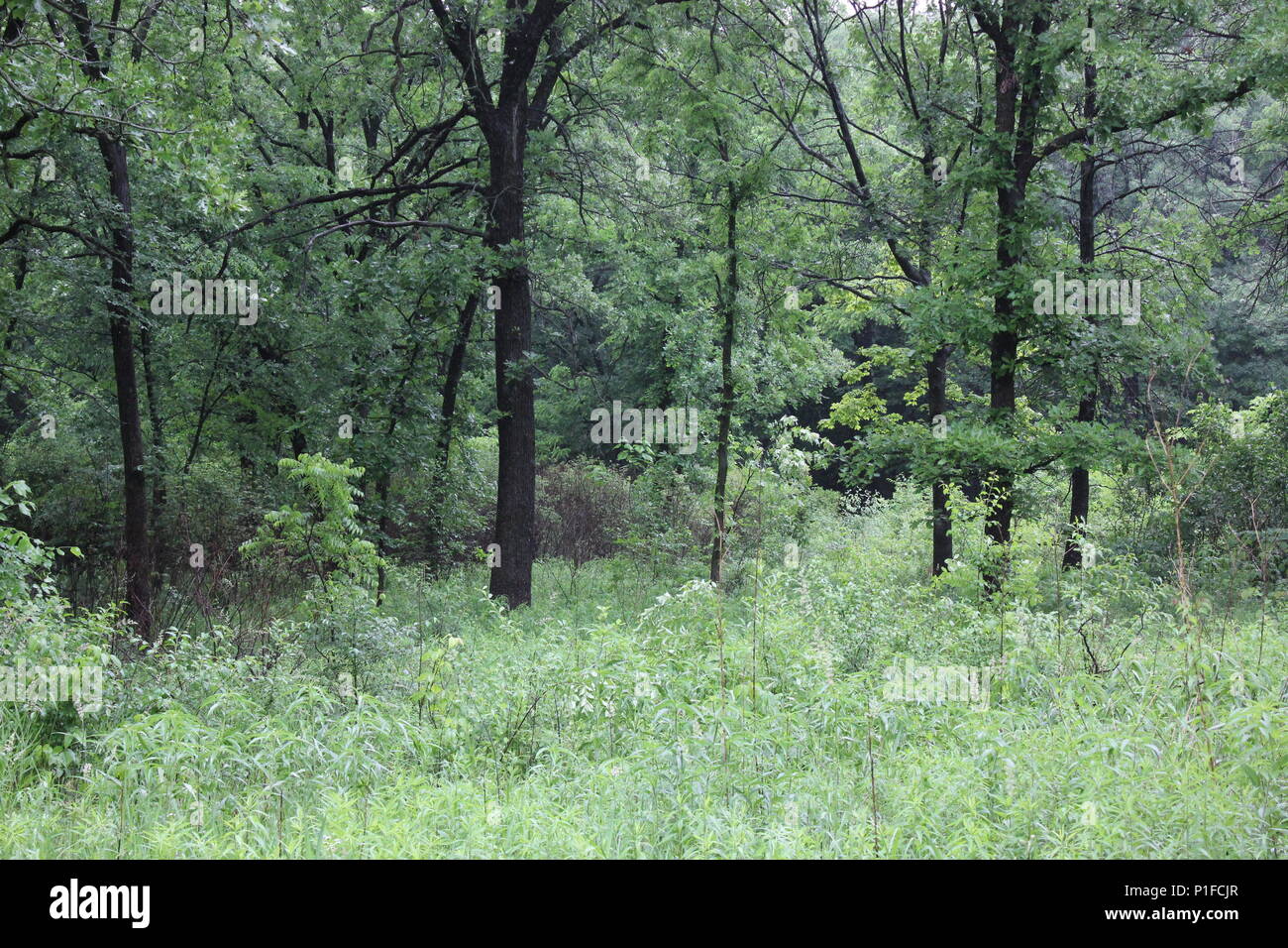 A spring rainy day scene in the beautiful spring green meadow Stock ...