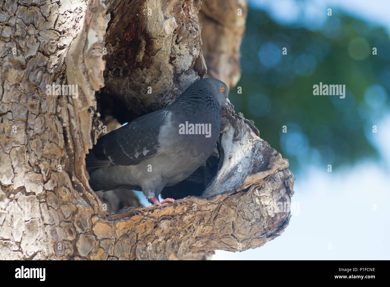 Resourceful pigeon utilises hollow in bough of tree for a nest on PAUL ...