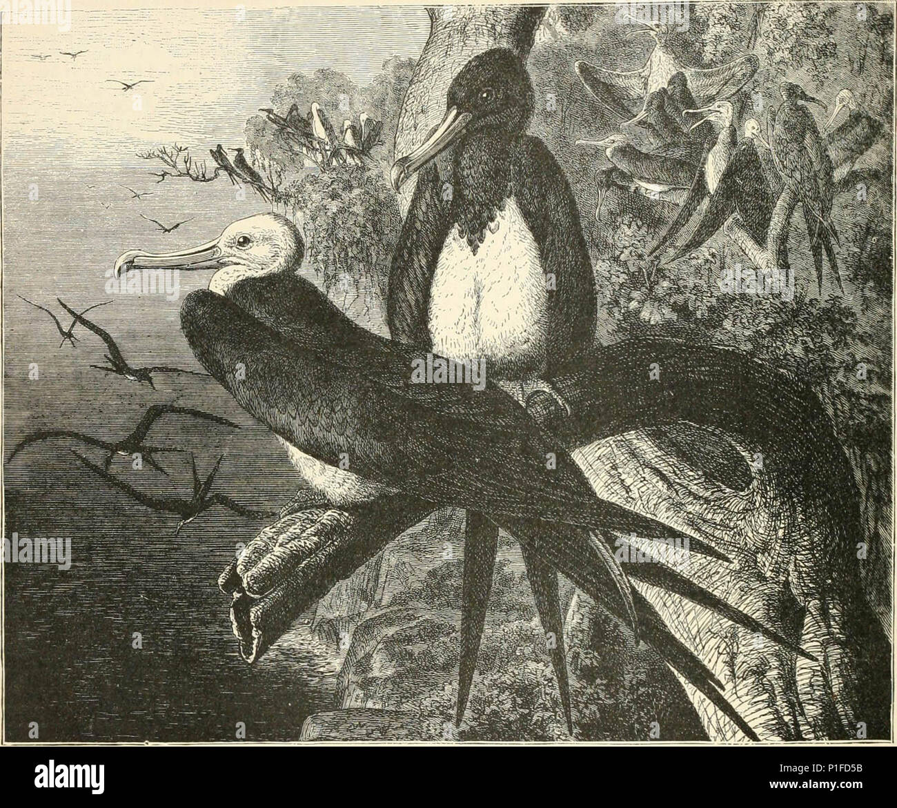 "Harper's young people" (1879 Stock Photo - Alamy