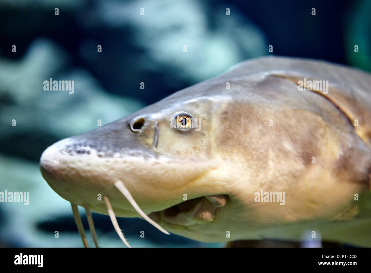 Sturgeon Fish Swimming High Resolution Stock Photography and Images - Alamy