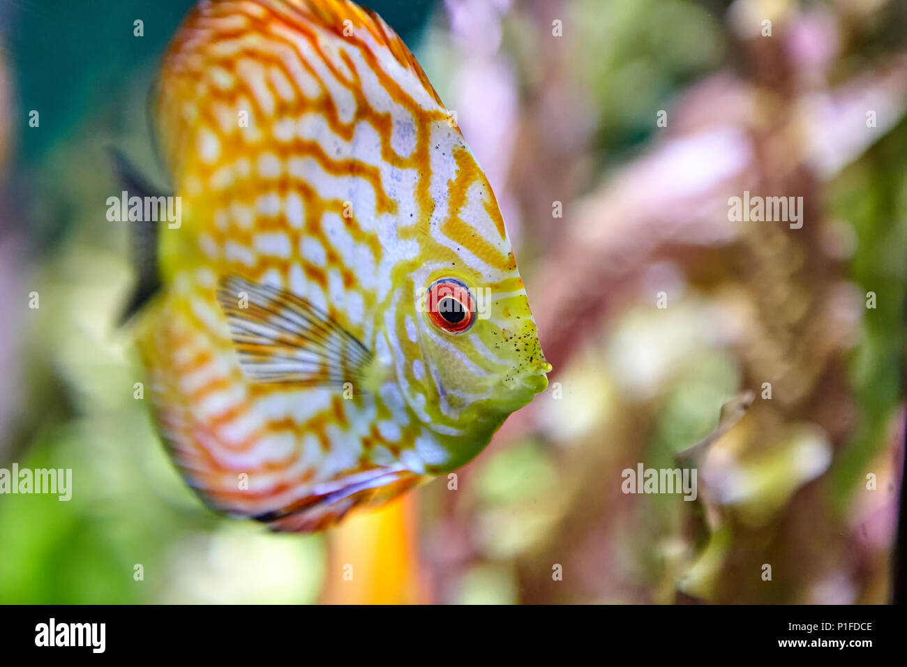 South american discus fish hi-res stock photography and images - Alamy