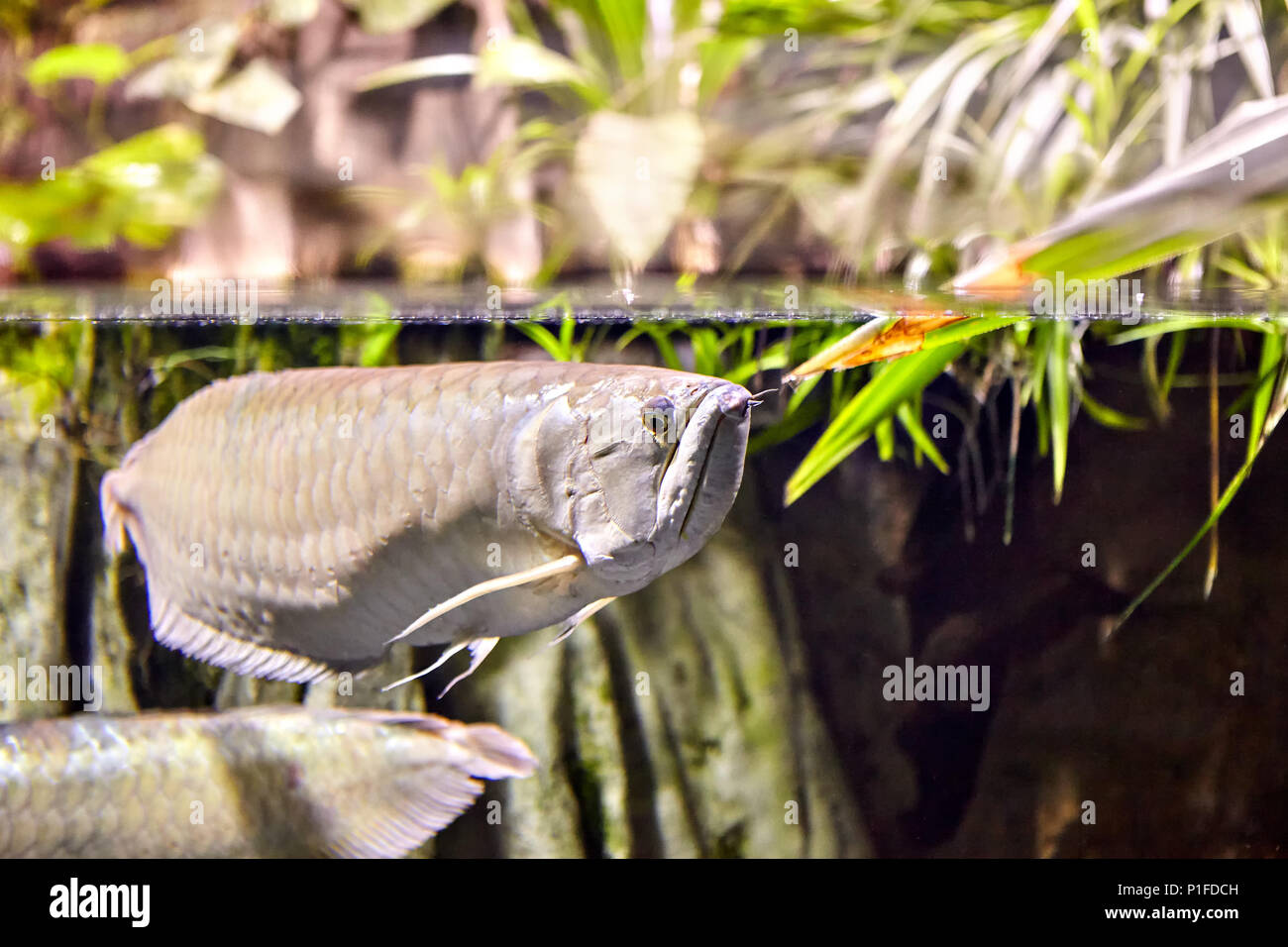 Silver arowana fish hi-res stock photography and images - Alamy