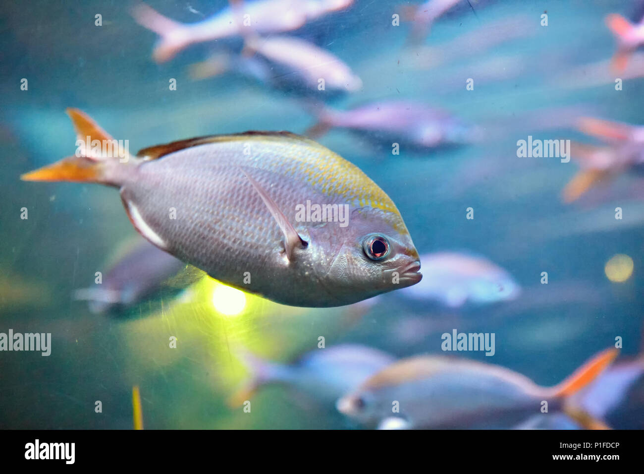 Shoal of tropical marine fish Yellowback fusilier or Caesio xanthonota ...