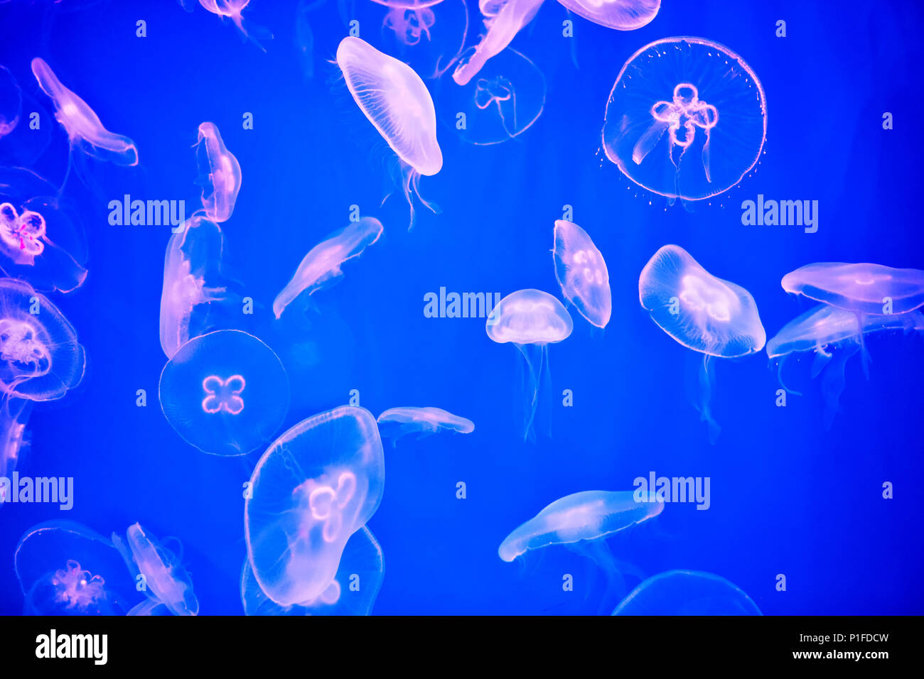 Saltwater aquarium filled with jellyfish with blue backlighting Stock ...