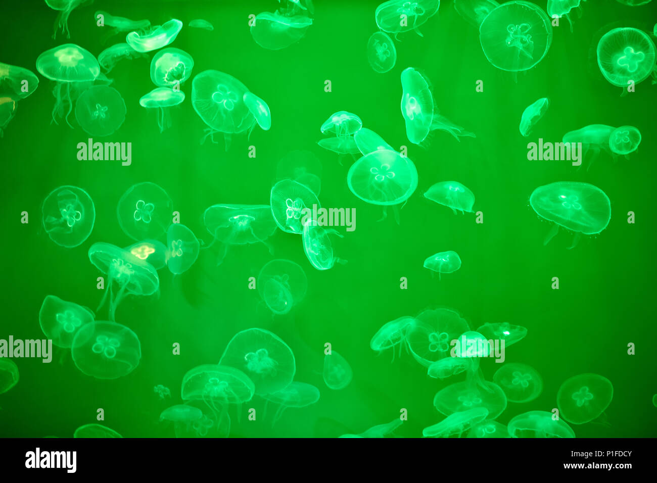 Large group of Moon Jellyfish or Aurelia Aurita in marine aquarium with ...