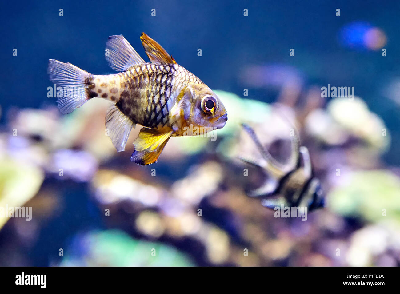 Pajama cardinalfish or Sphaeramia nematoptera in seawater aquarium ...