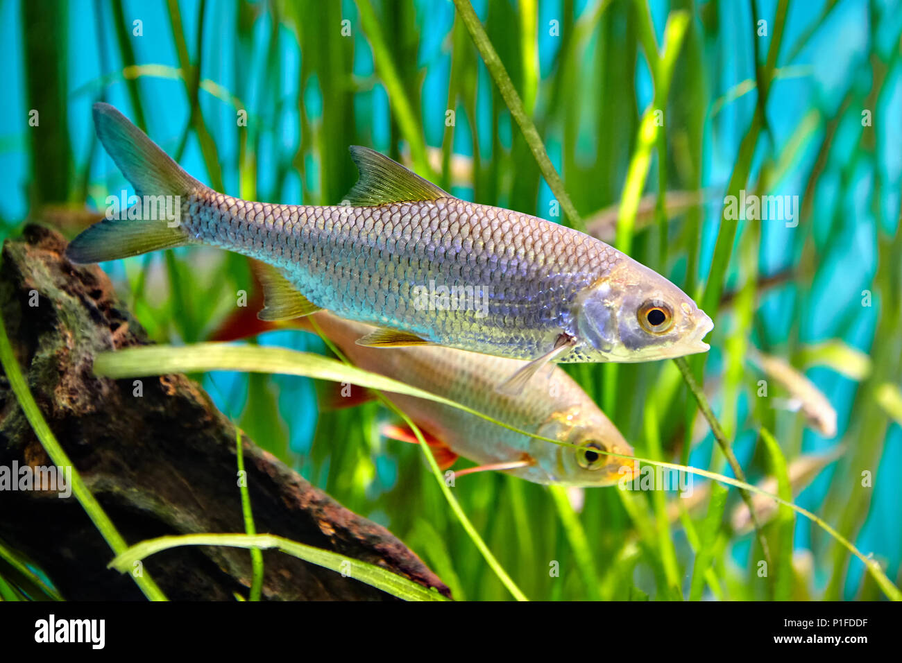 Common Rudd is swimming underwater, freshwater fish, belongs to family ...