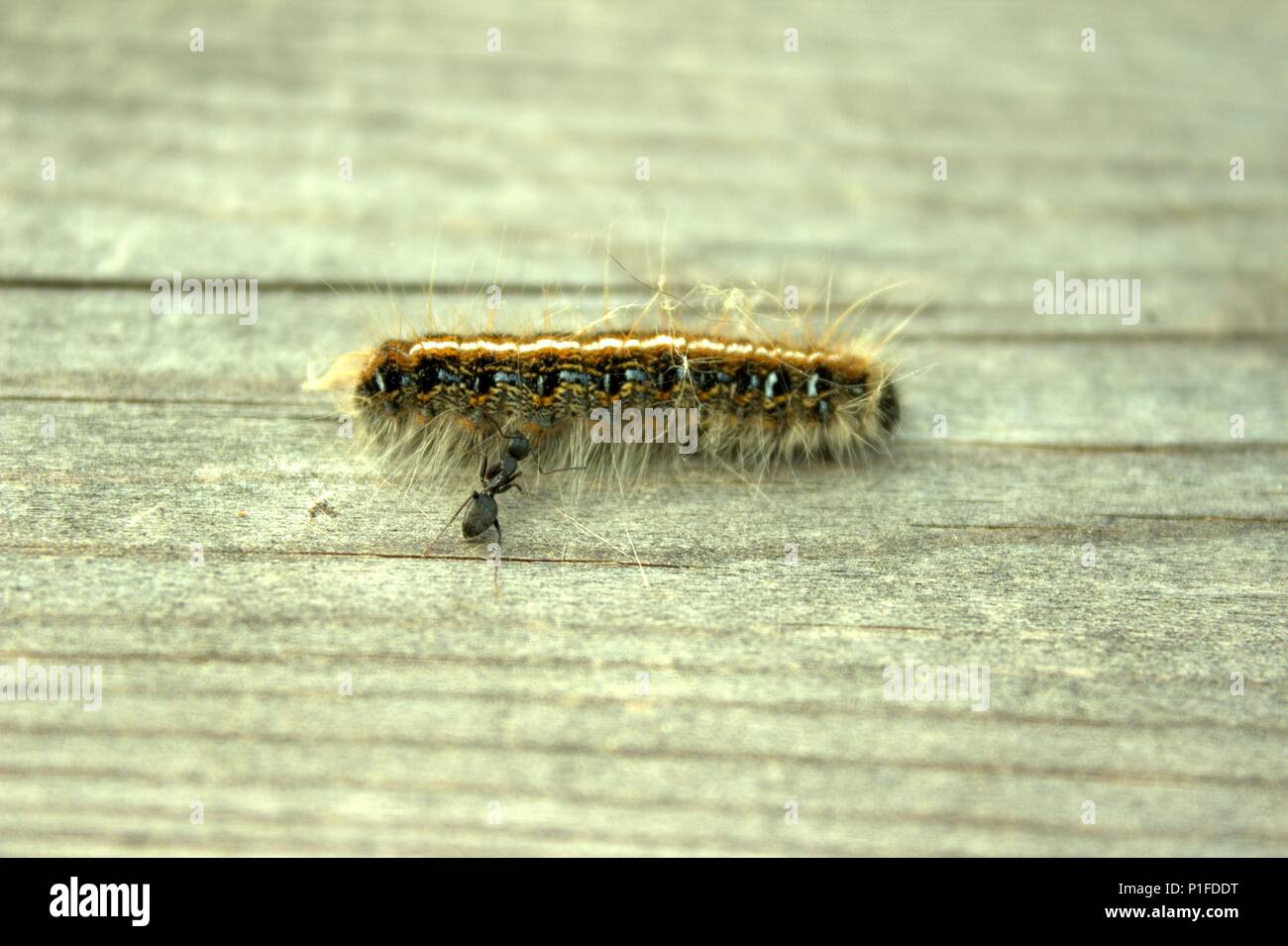 Dead caterpillar hi-res stock photography and images - Alamy