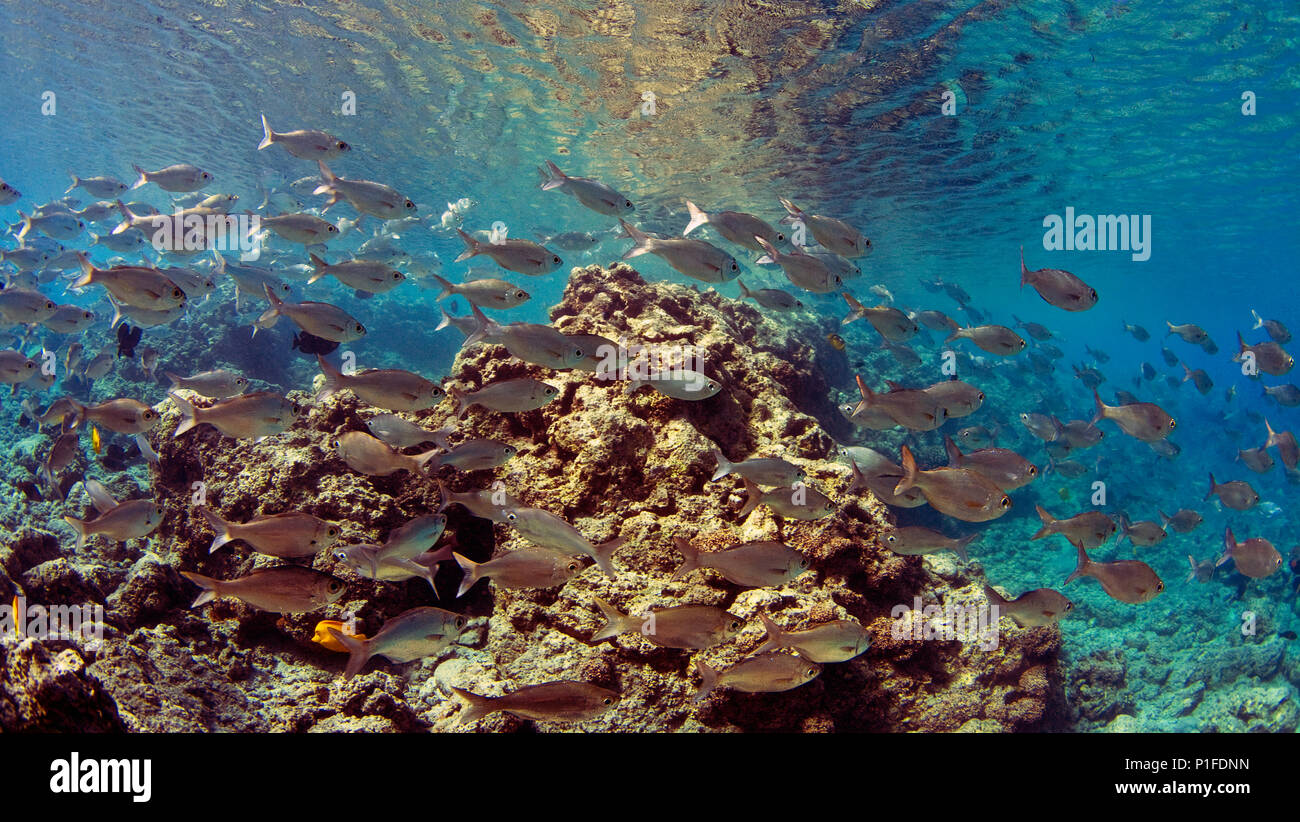 Hawaiian flagtail fish hi-res stock photography and images - Alamy