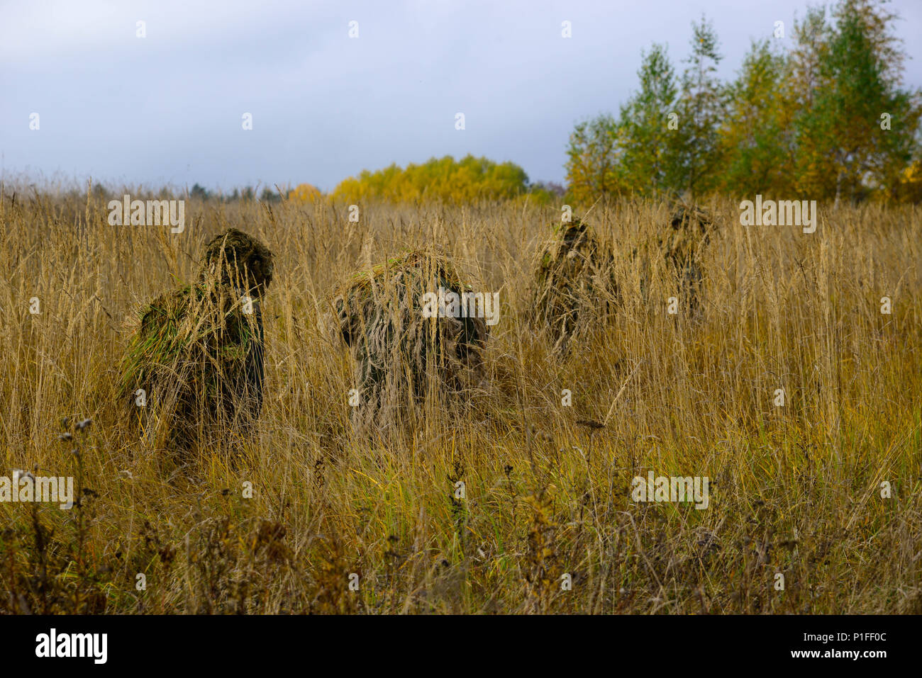 Norwegian soldiers crouch in tall grasses as part of the stalking ...