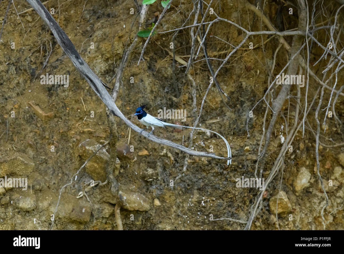 Asian Paradise Flycatcher beautiful long tailed bird in nature Stock ...