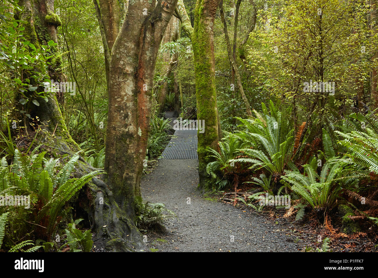 Walking track through Seaward Bush Reserve, Invercargill, Southland ...
