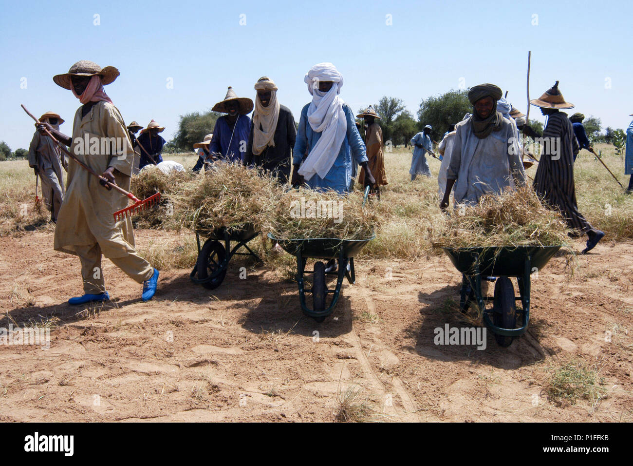 Rural community creating a fire break in the hot summer sun in Niger ...
