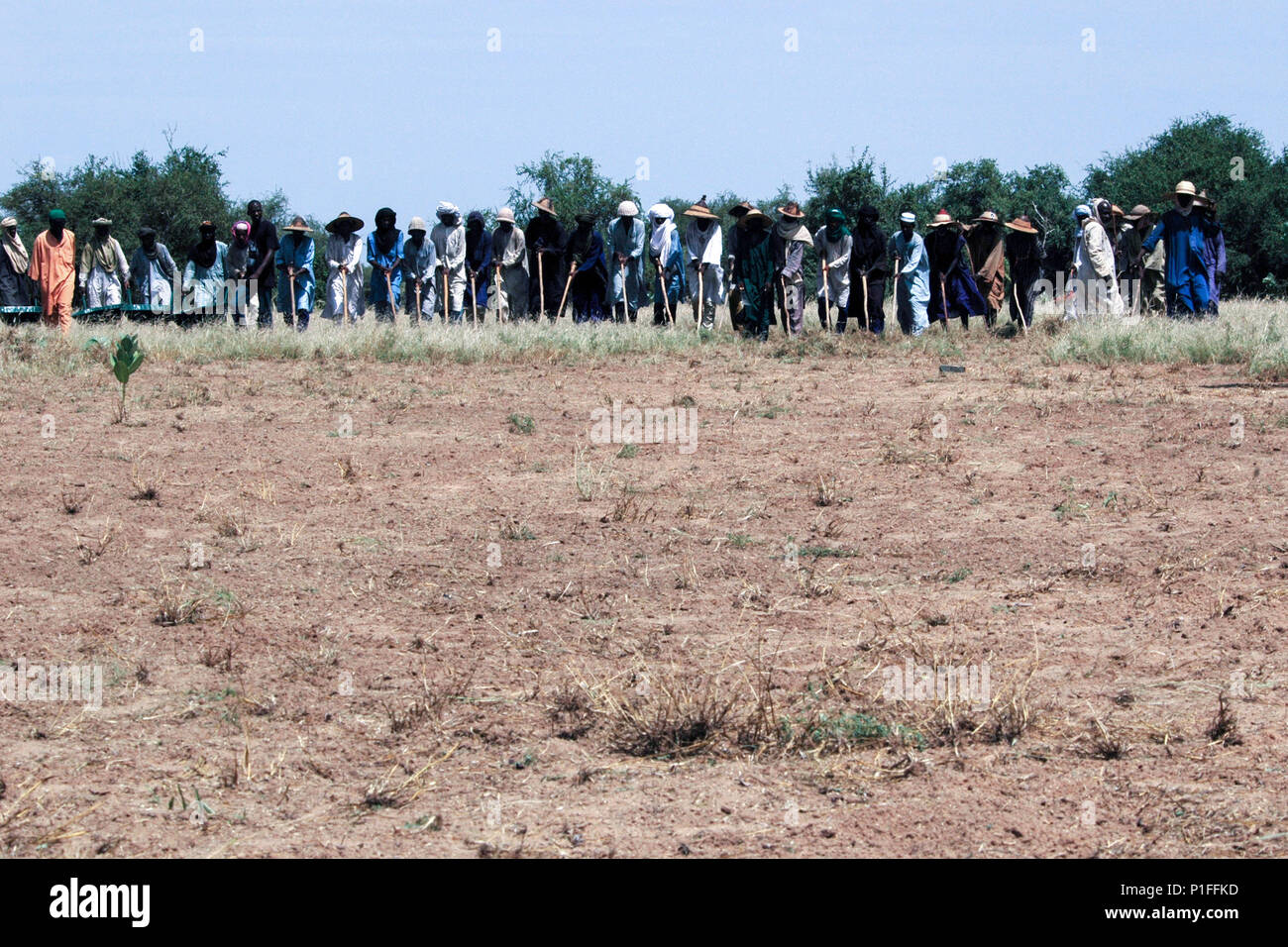 Rural community creating a fire break in the hot summer sun in Niger ...