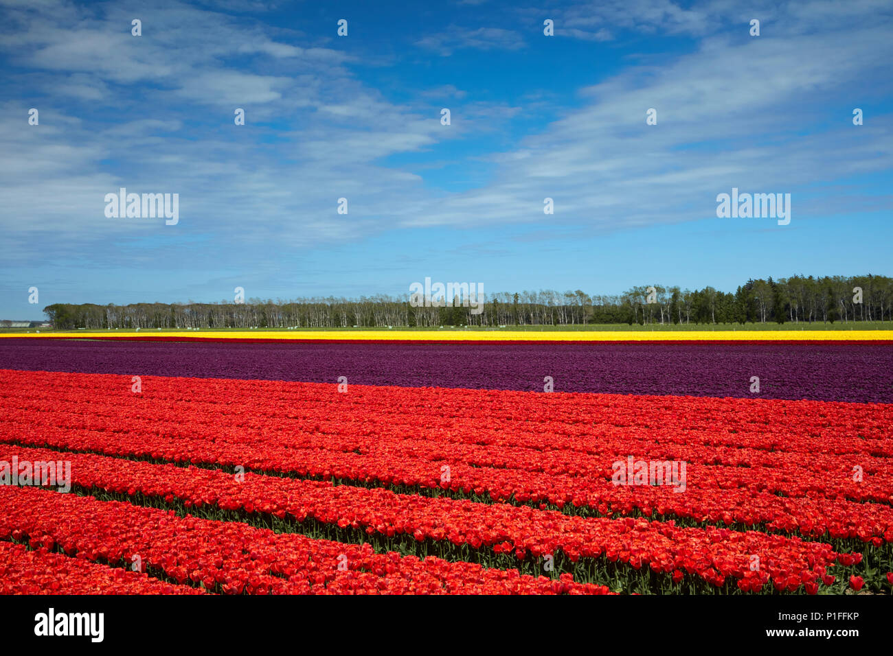 Colourful tulip fields, Edendale, Southland, South Island, New Zealand ...