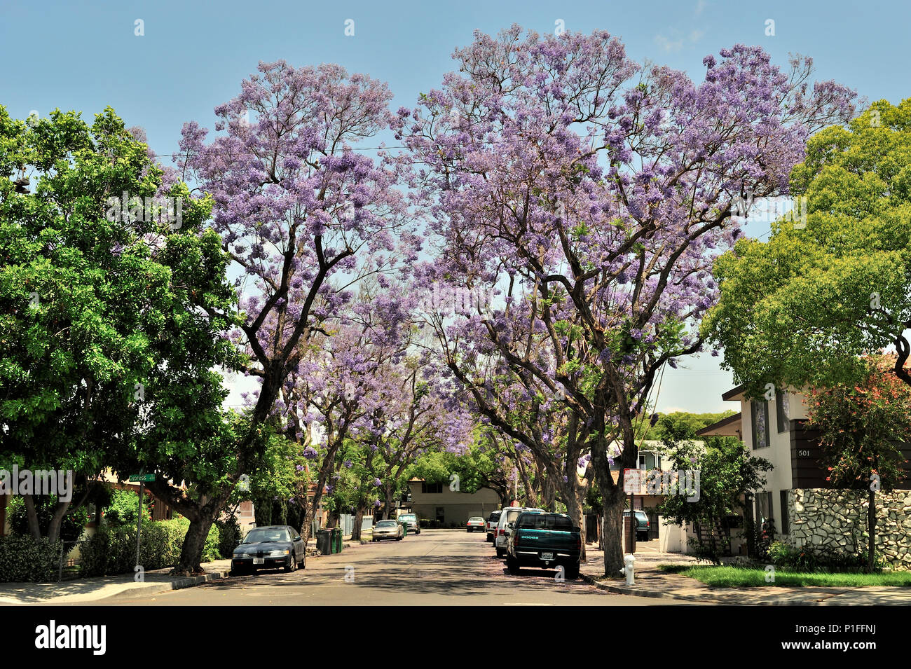 Jacaranda Trees Jacaranda Mimosifolia High Resolution Stock Photography ...