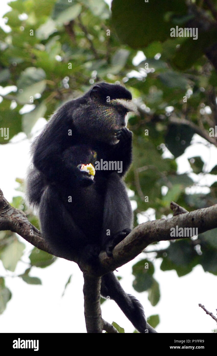 Virunga lodge hi-res stock photography and images - Alamy