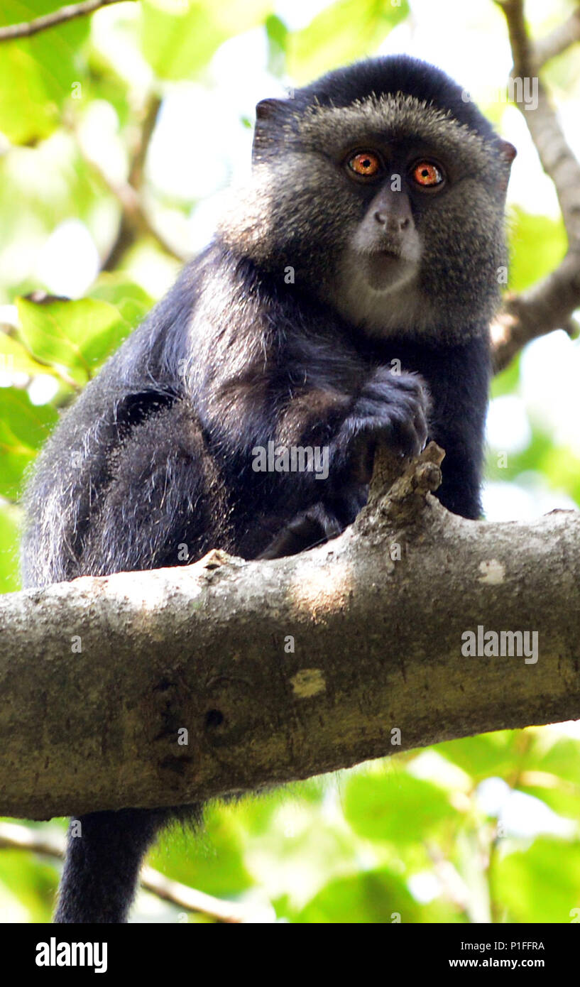 A Blue Monkey in Virunga national park in Eastern Congo Stock Photo - Alamy
